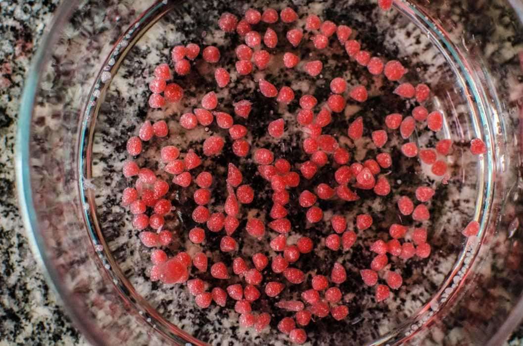 Lychee Cocktail with Raspberry Caviar (Caviar Cocktail) - The Flavor Bender