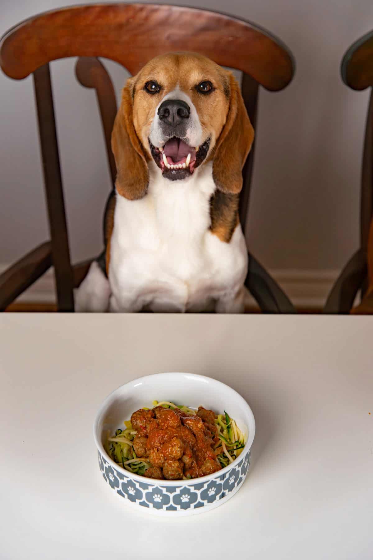 Meatballs For Dogs (Dog-friendly Spaghetti and Meatballs) - The Flavor ...