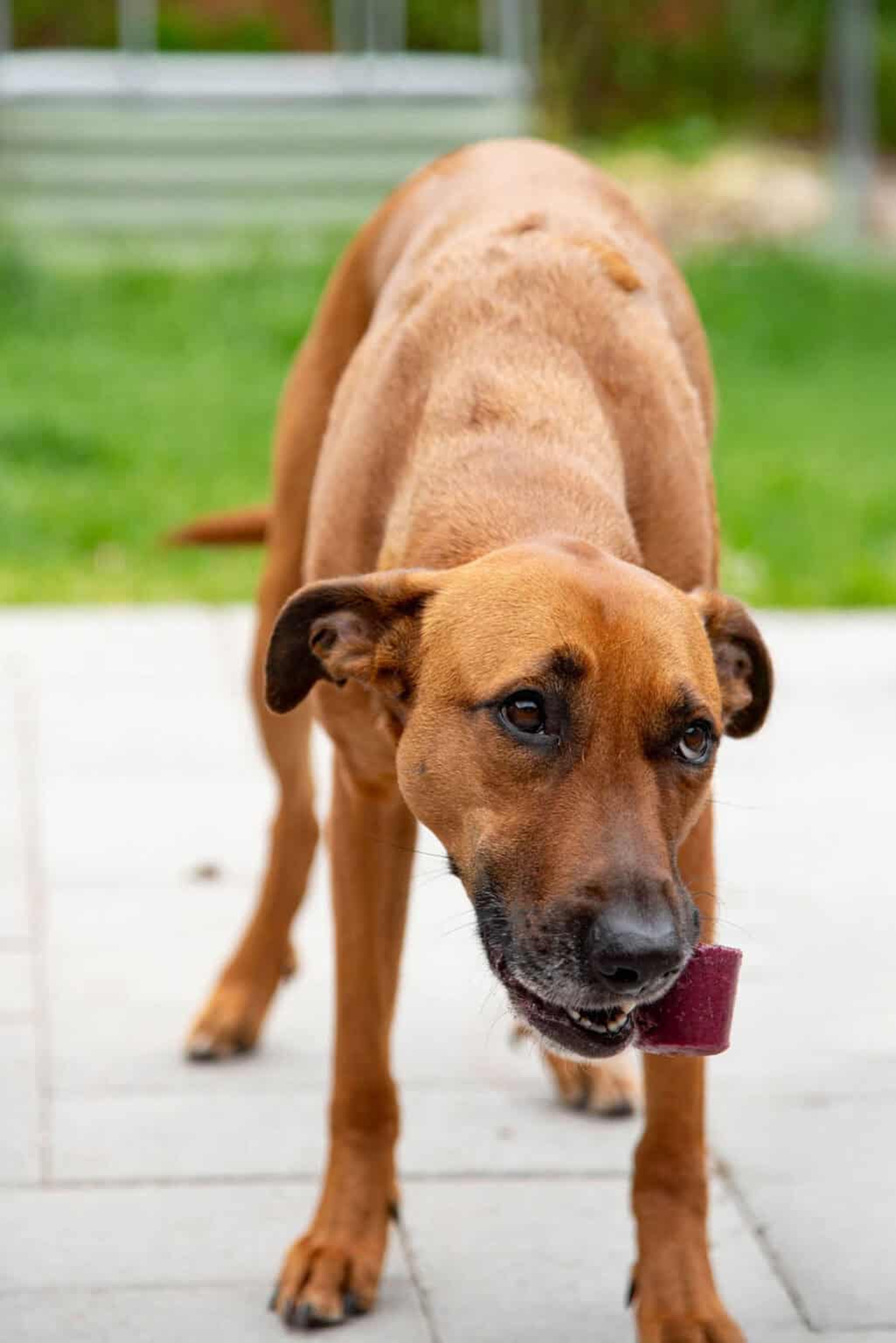 Homemade Dog Popsicles (Pupsicles) - The Flavor Bender