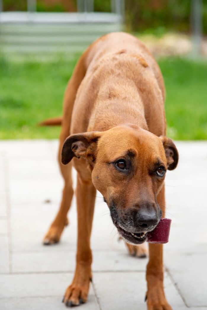 Homemade Dog Popsicles (Pupsicles) - The Flavor Bender