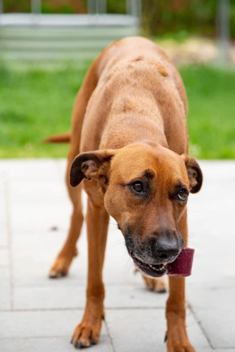 Homemade Dog Popsicles (Pupsicles) - The Flavor Bender